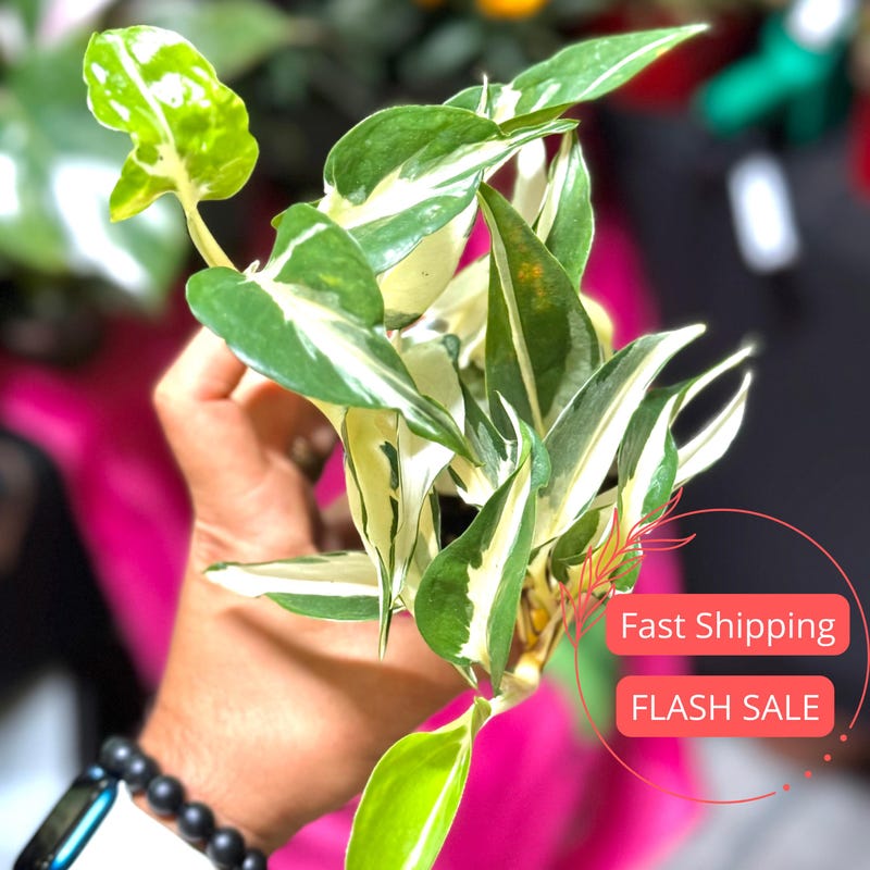 Plant Mutant Manjula - Etsy
