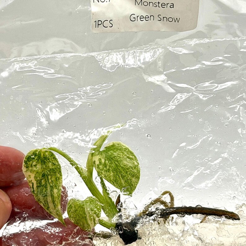 Monstera Green Snow Tissue Culture Plant | Monsteras Abo Variegated ...