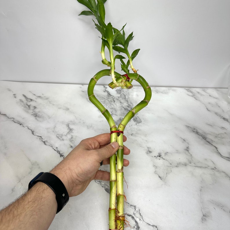 Lucky Bamboo Live Plant Heart Shaped | Zen Heart Shaped Bamboo ...