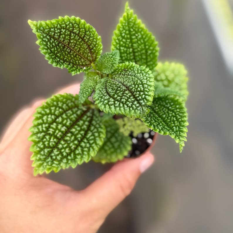 Pilea Moon Valley Live Plant | Friendship Starter House Plants | Rare ...