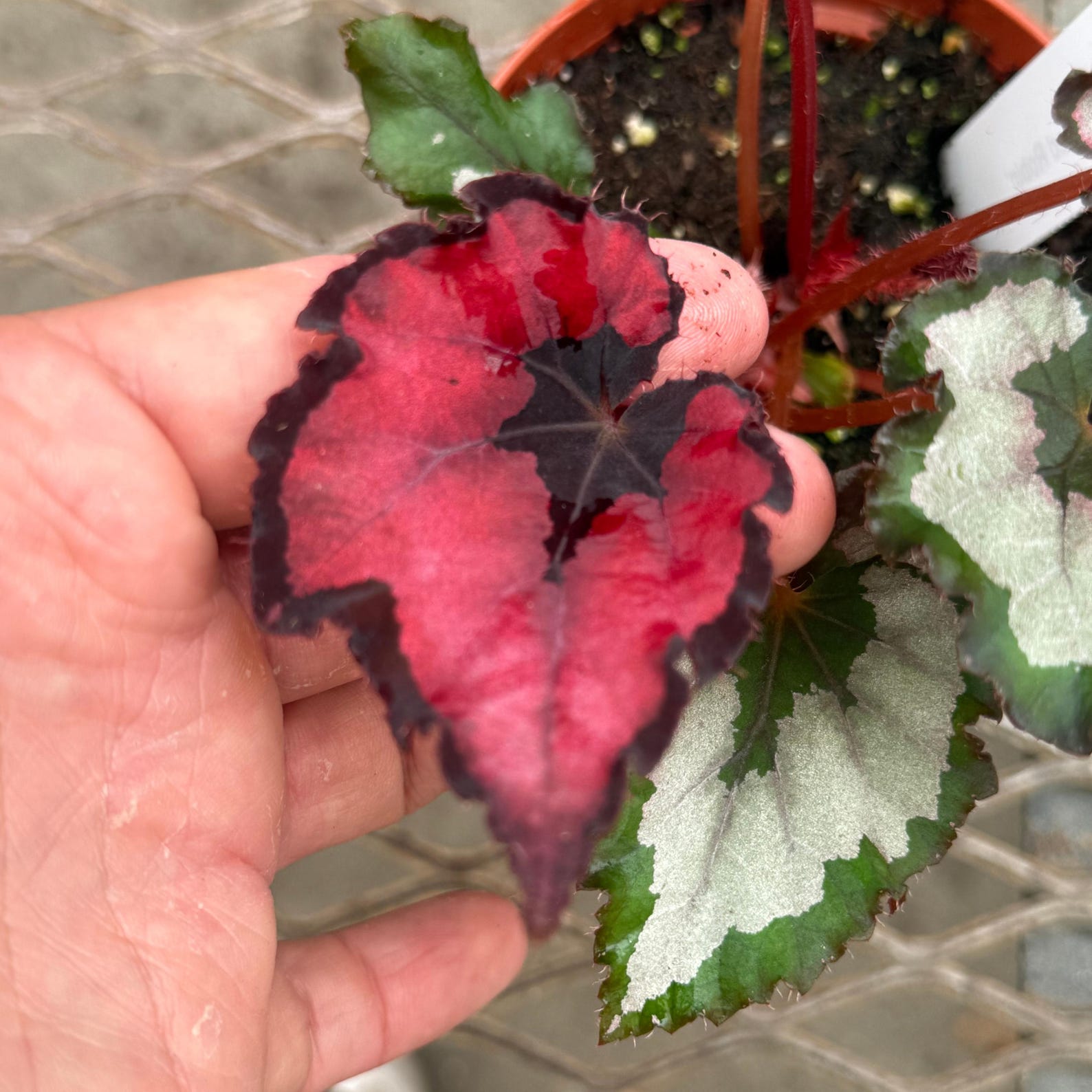 Begonia Red Robin Live Plant | Begonias Rex Indoor | Red and Pink House ...