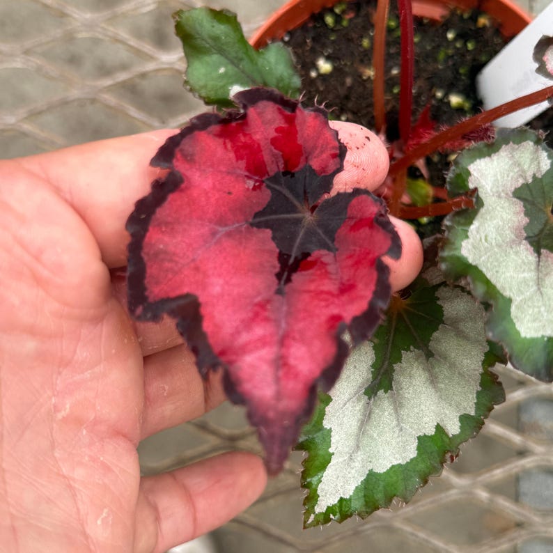 Begonia Red Robin Live Plant | Begonias Rex Indoor | Red and Pink House ...