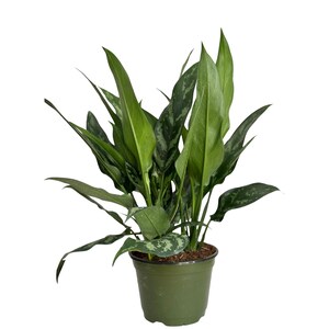 Aglaonema Tigress Plant Large | Chinese Evergreen Tigress House Plants ...