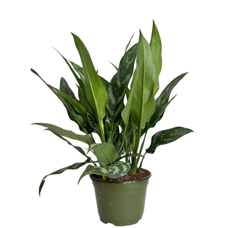 Aglaonema Tigress Plant Large | Chinese Evergreen Tigress House Plants ...