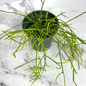 Rhipsalis Burchellii | Mistletoe Cactus | Spaghetti Cactus | Rhipsalis ...