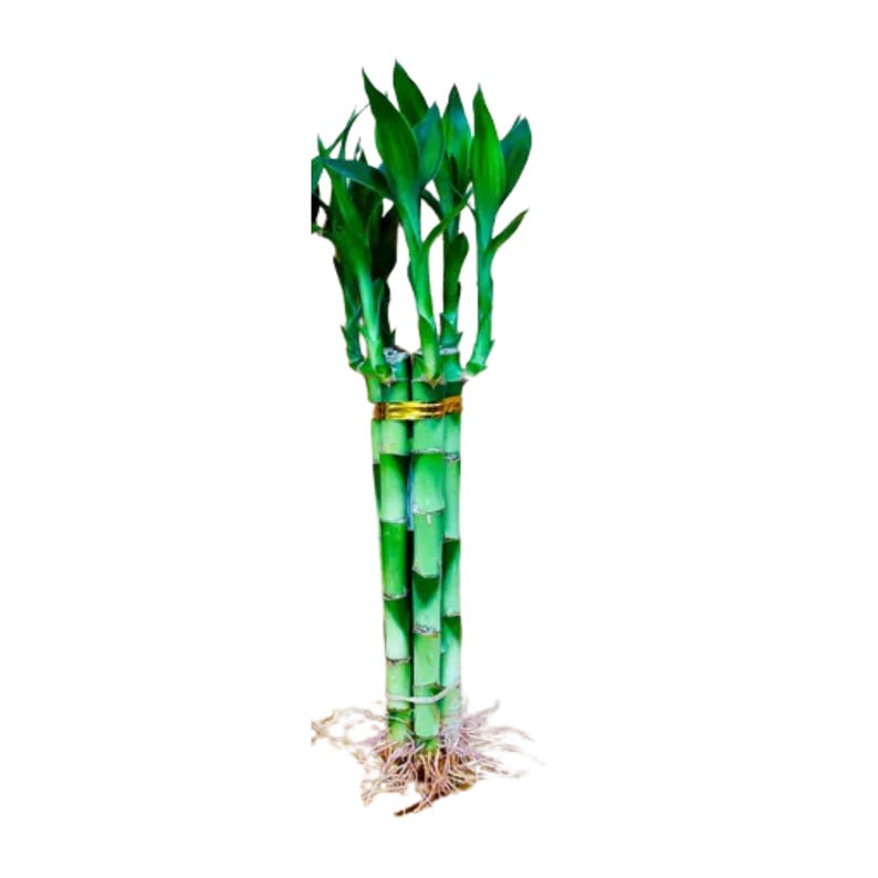 Lucky Bamboo Live Plant | Curly Bamboos House Plants | Dracaena ...