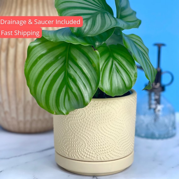 Studded Ceramic Indoor Planter Pot With Drainage and Saucer - Etsy