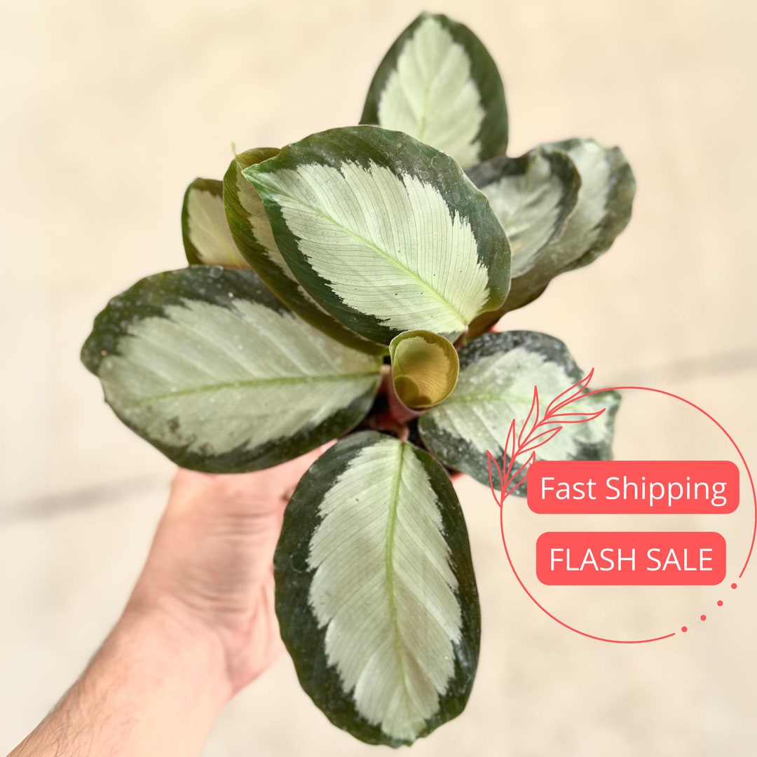 Calathea Picturata Corona Lush | Calathea Picturata Starter Plants ...