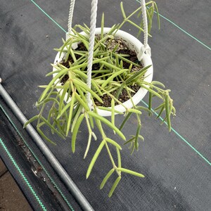 Hoya Linearis Live Plant | String Hoya Starter Plants | Cuttings of ...
