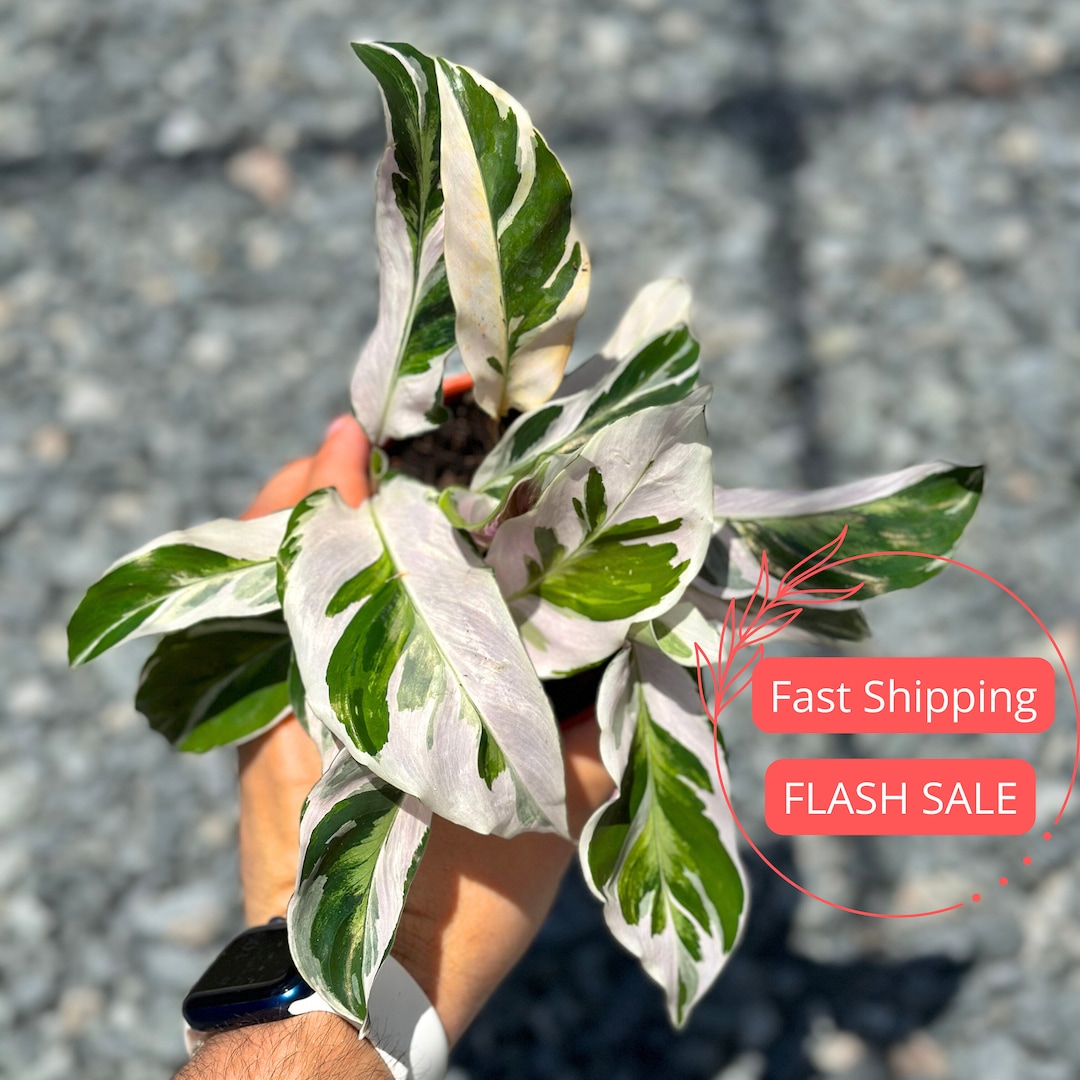 Calathea White Fusion Lush | Calathea Fusion White Starter Plant ...