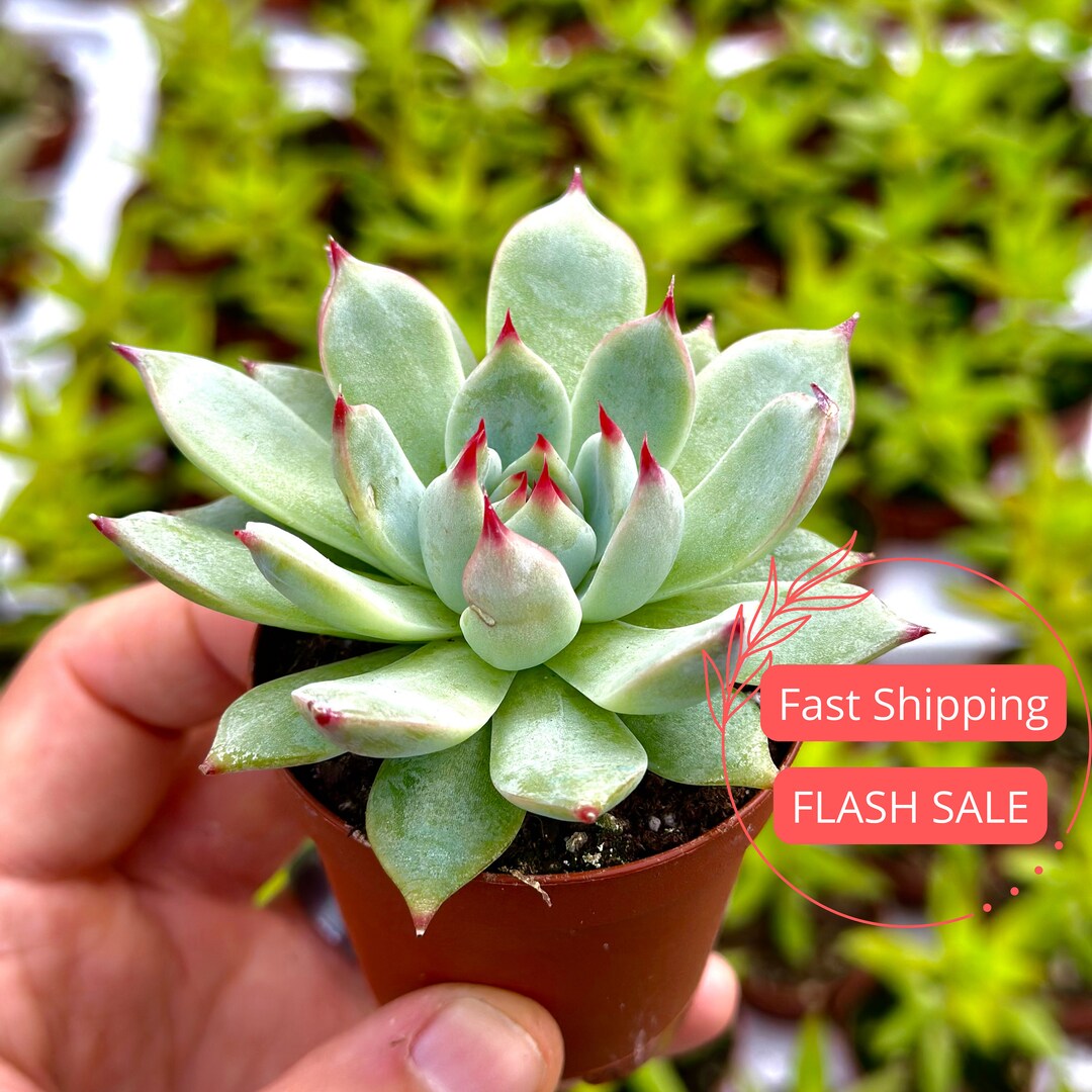 Echeveria Chihuahuaensis Succulent | Echeveria Cats Claw Succulent | Echeveria Chihuahua ...
