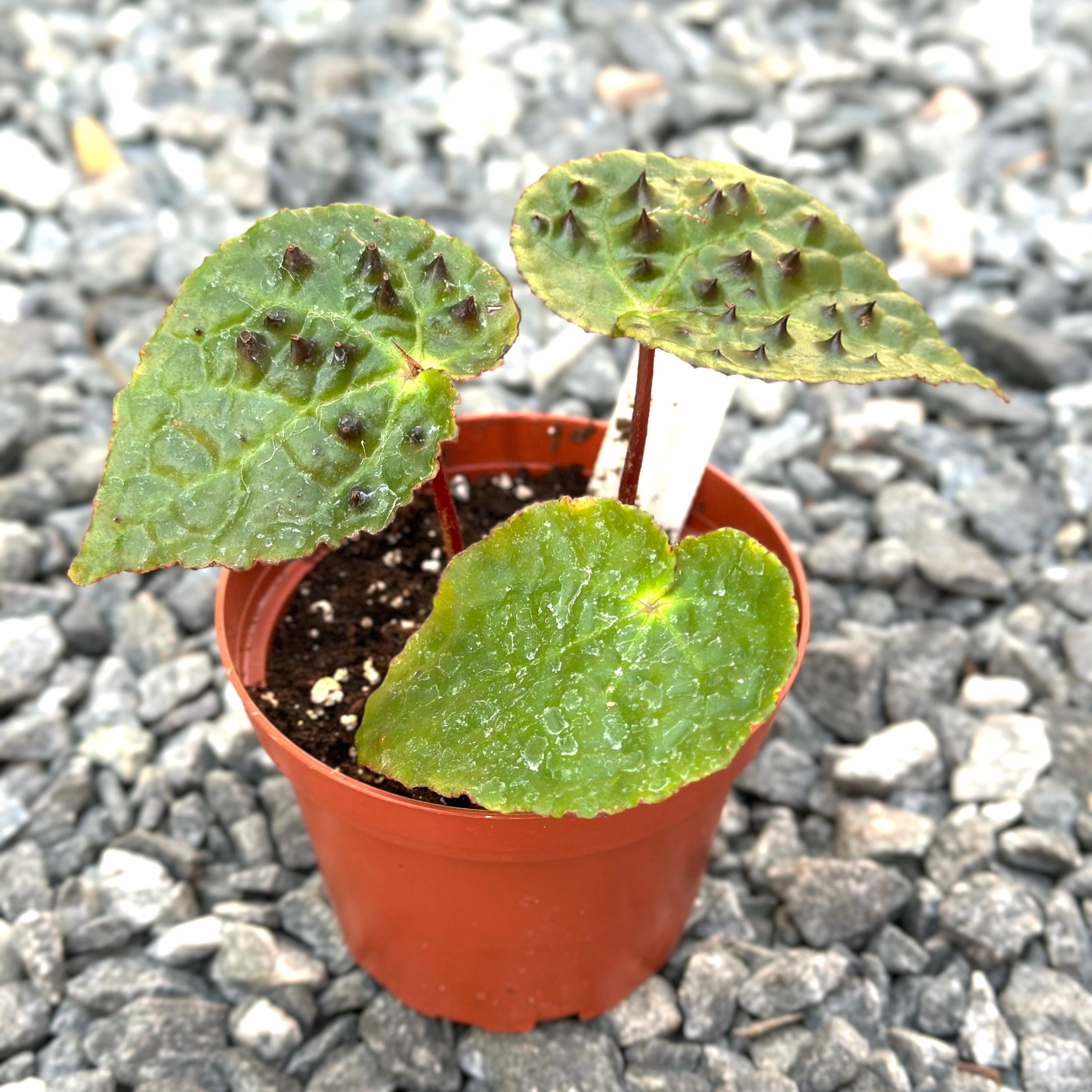Begonia Ferox Live House Plants SALE | Spiked Fierce Begonia Rare ...