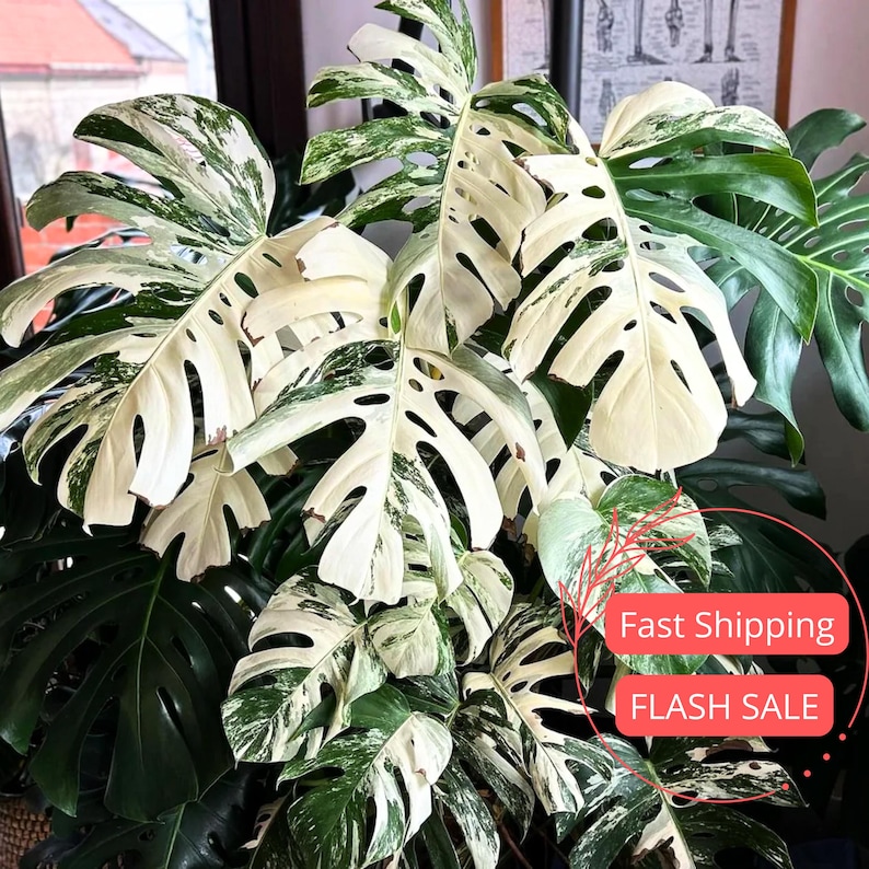 Monstera Albo Tissue Culture Plant | Monsteras Albino Variegated ...