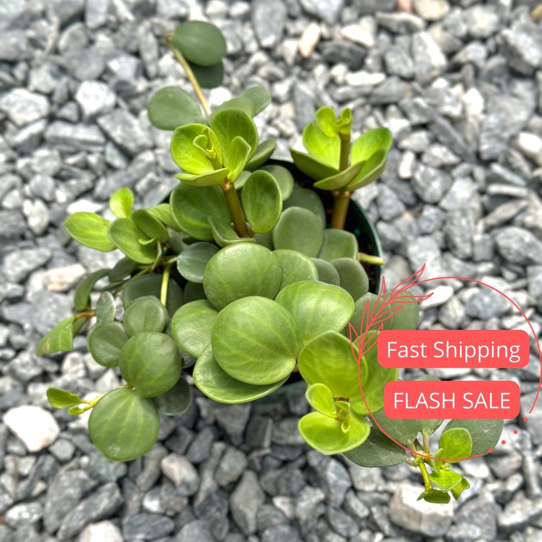 Peperomia Hope Large | Peperomia Hope Starter Planter Plant | Peperomia ...