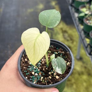 Monstera Mint Live Plant | Variegated Mint Monstera House Plants SALE ...