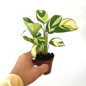 Calathea Pilosa Super Lush | Calathea Pilosa Starter Plant | Rooted ...