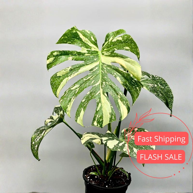 Monstera Devil Monster - Etsy
