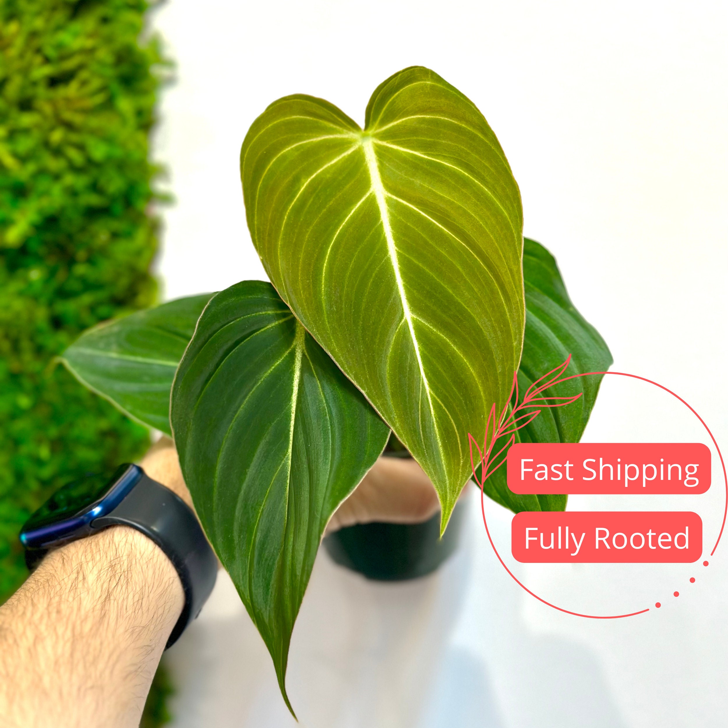 Philodendron Glorious Philo Glorious Philodendron - Etsy