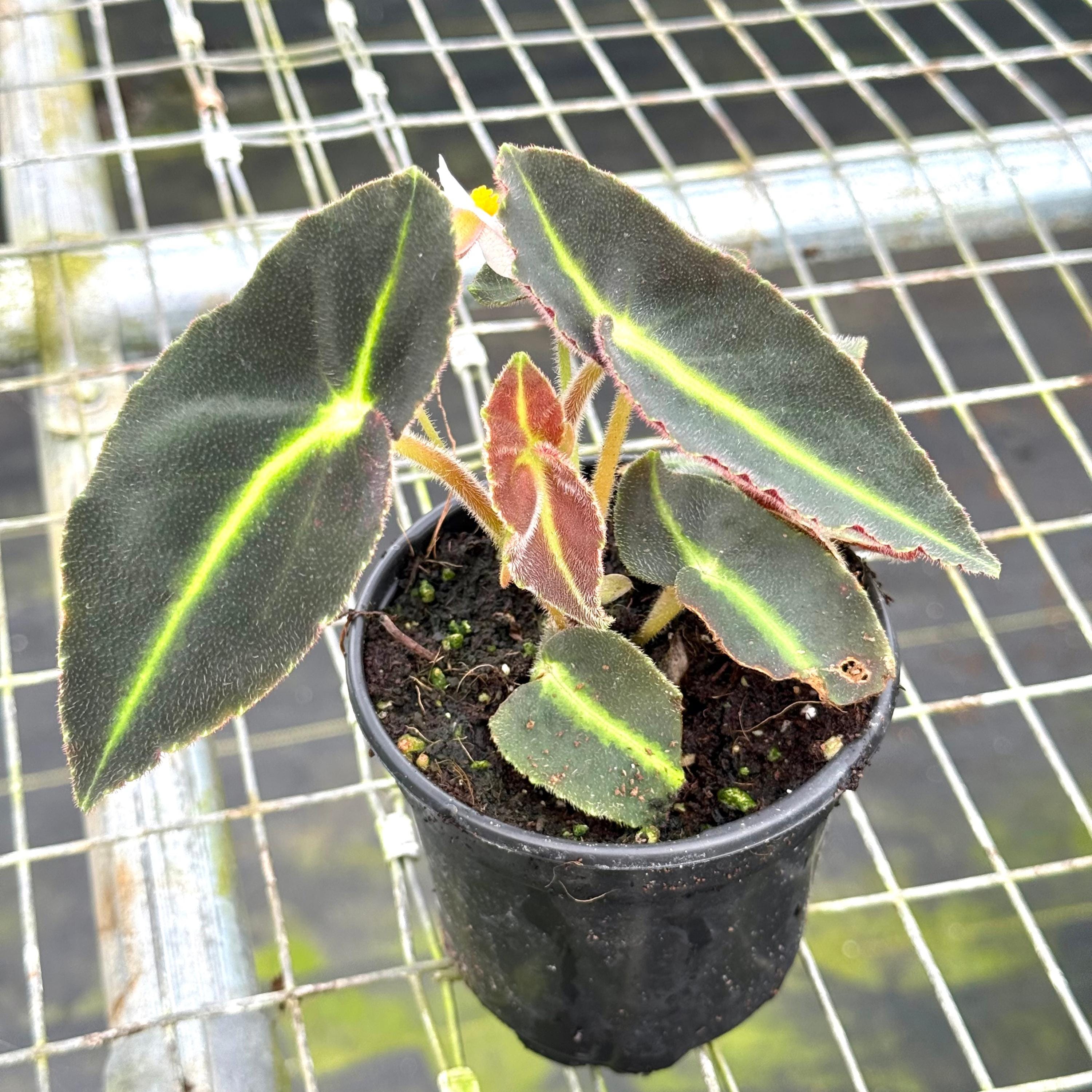 Begonia Listada Live Plant | Begonias Rex Indoor | Variegated House ...