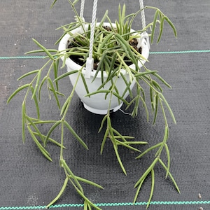 Hoya Linearis Live Plant | String Hoya Starter Plants | Cuttings of ...