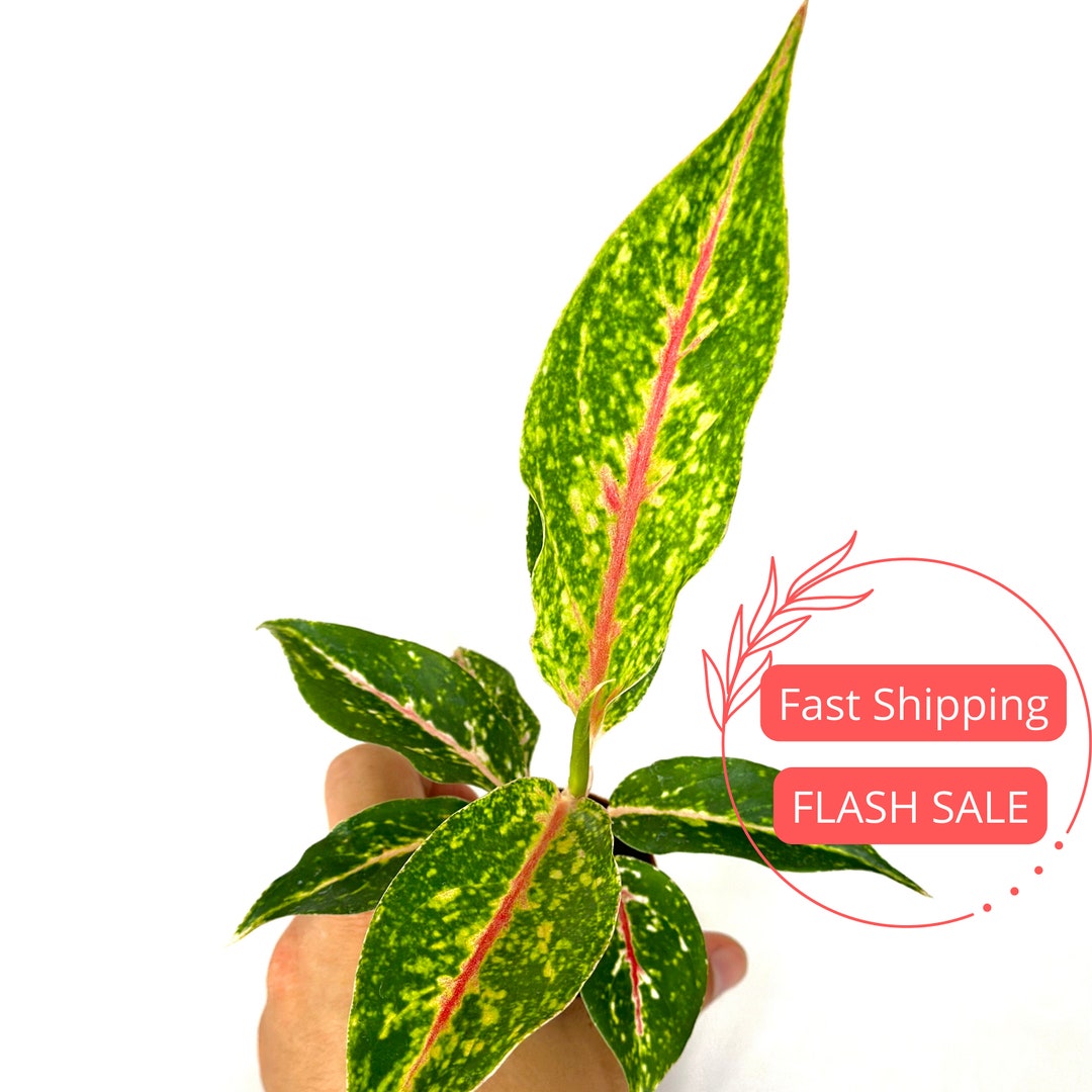 Aglaonema Night Sparkle Plant Large | Aglaonema Night Sparkle Starter ...