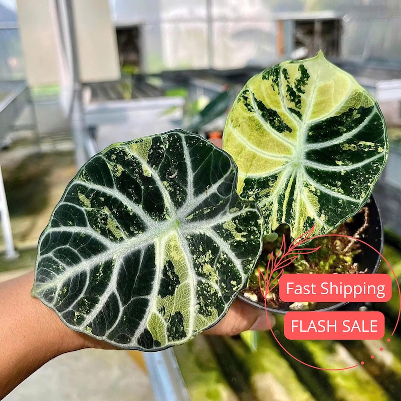 Ninja Albo Alocasia - Etsy