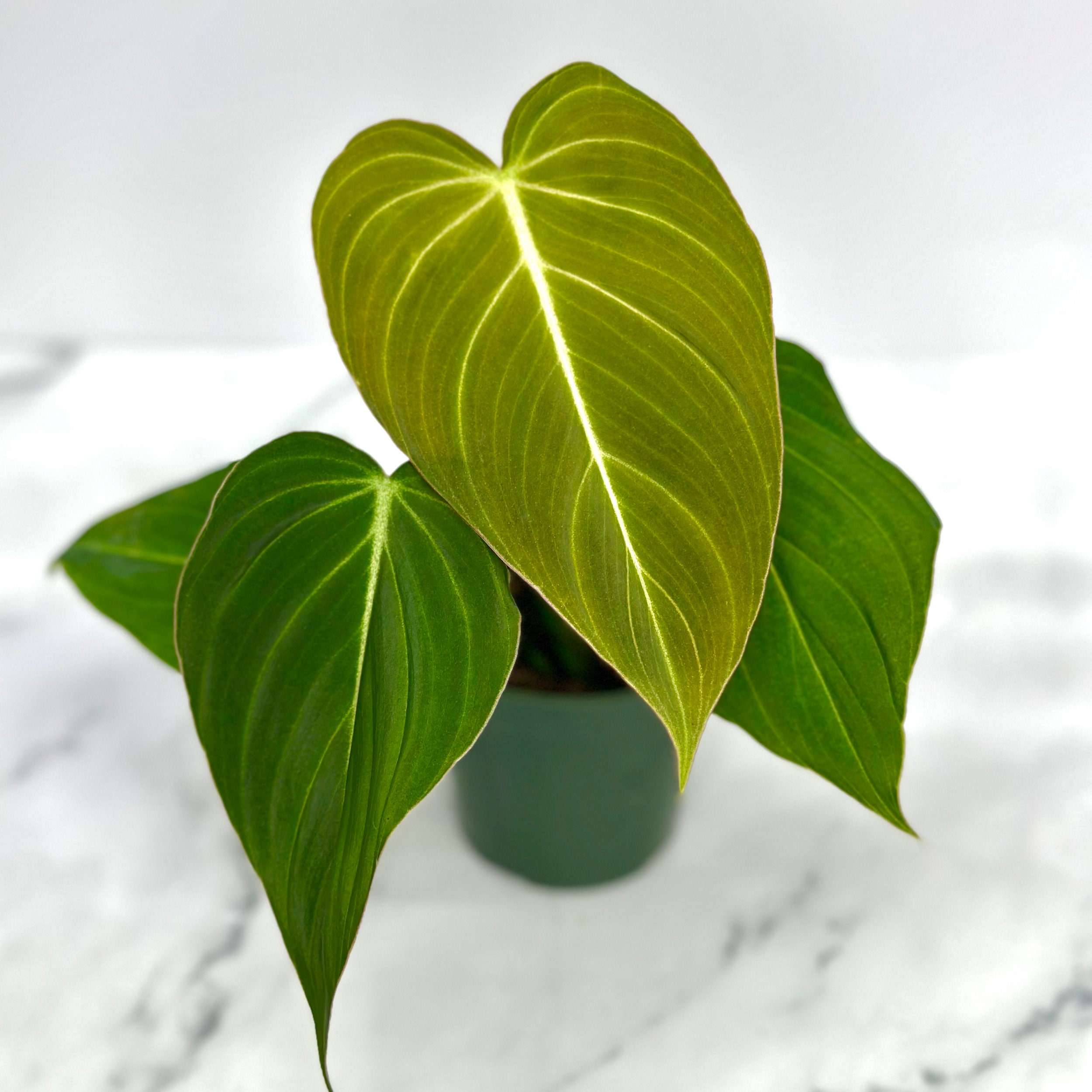 Philodendron Glorious Philo Glorious Philodendron - Etsy