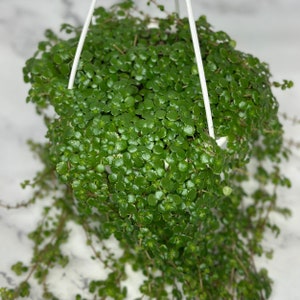 Pilea Depressa | Pilea Depressa Baby Tears | Baby Tears Pilea | Pilea ...