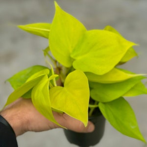 Philodendron Cordatum Lemon Lime Lush | Lemon Lime Philodendron | Philo ...