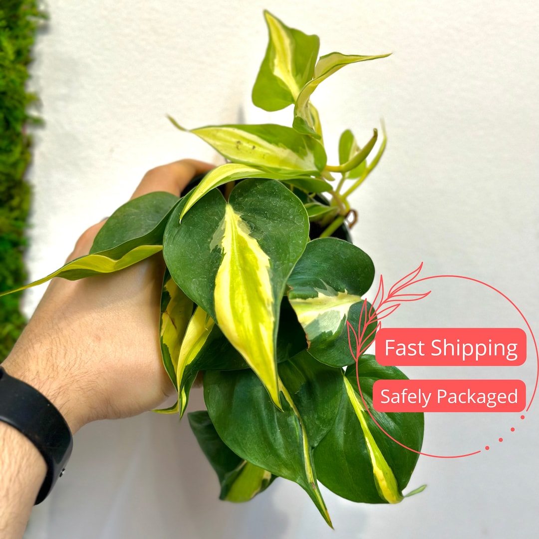 Philodendron Silver Stripe | Rare Silver Stripe Philodendron Plant ...