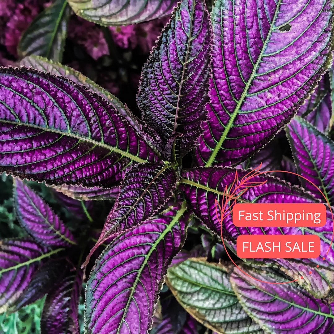 Purple Persian Shields Strobilanthes Dyerianus Live Plants | Fully ...
