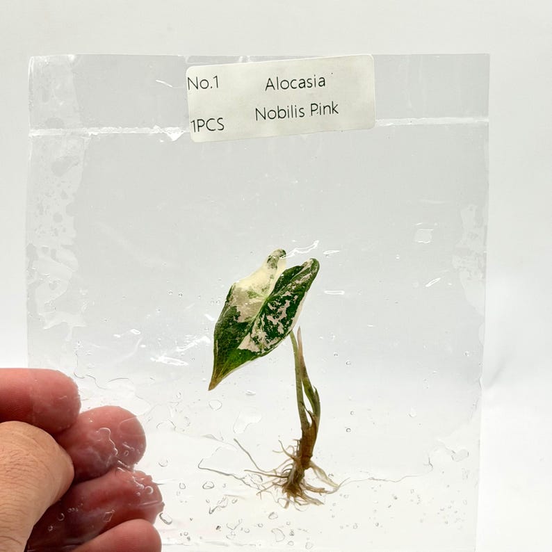 Alocasia Nobilis Pink Tissue Culture Plant | Alocasias Albo Variegated ...