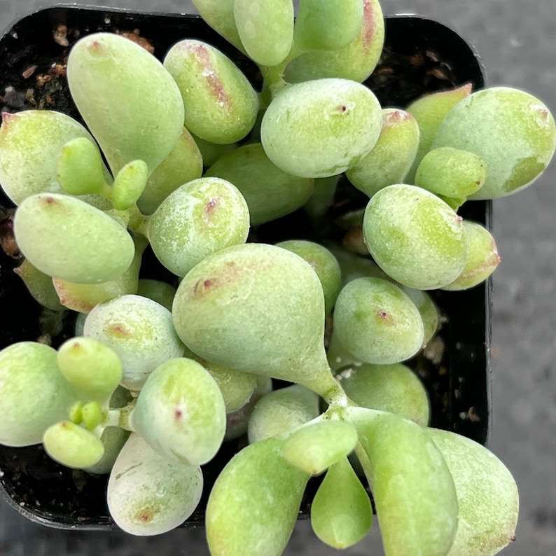 Cotyledon Pendens Live Plant | Cliff Hanger Succulent Plants ...