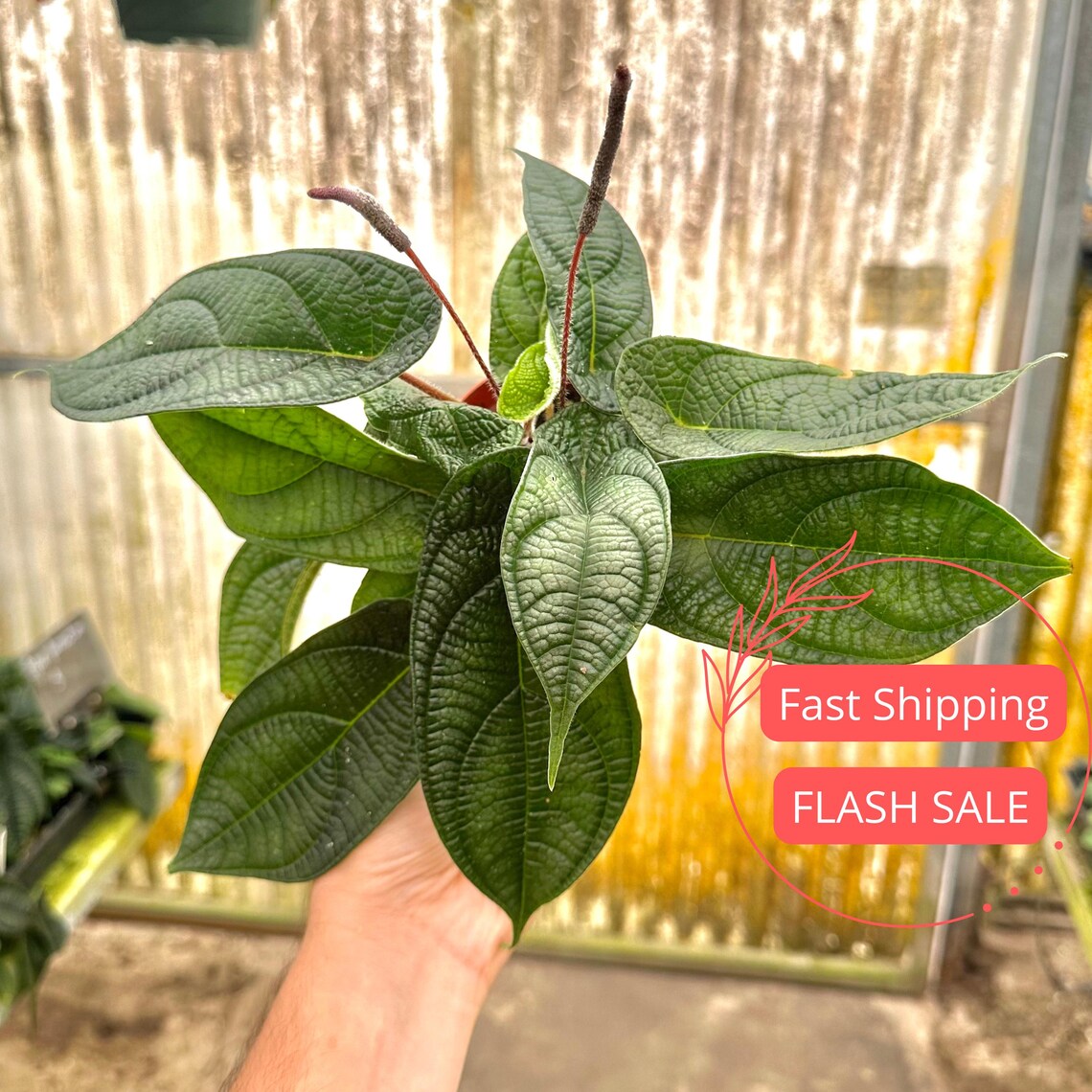 Peperomia Piper Parmatum Live Plant | Peperomia Plant Starters | Pet ...