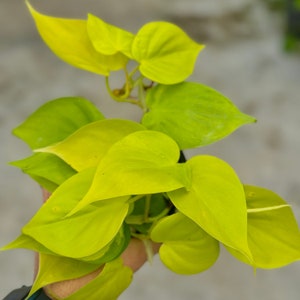 Philodendron Cordatum Lemon Lime Lush | Lemon Lime Philodendron | Philo ...