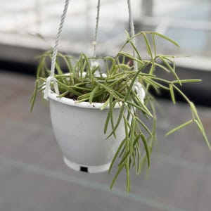 Hoya Linearis Live Plant | String Hoya Starter Plants | Cuttings of ...