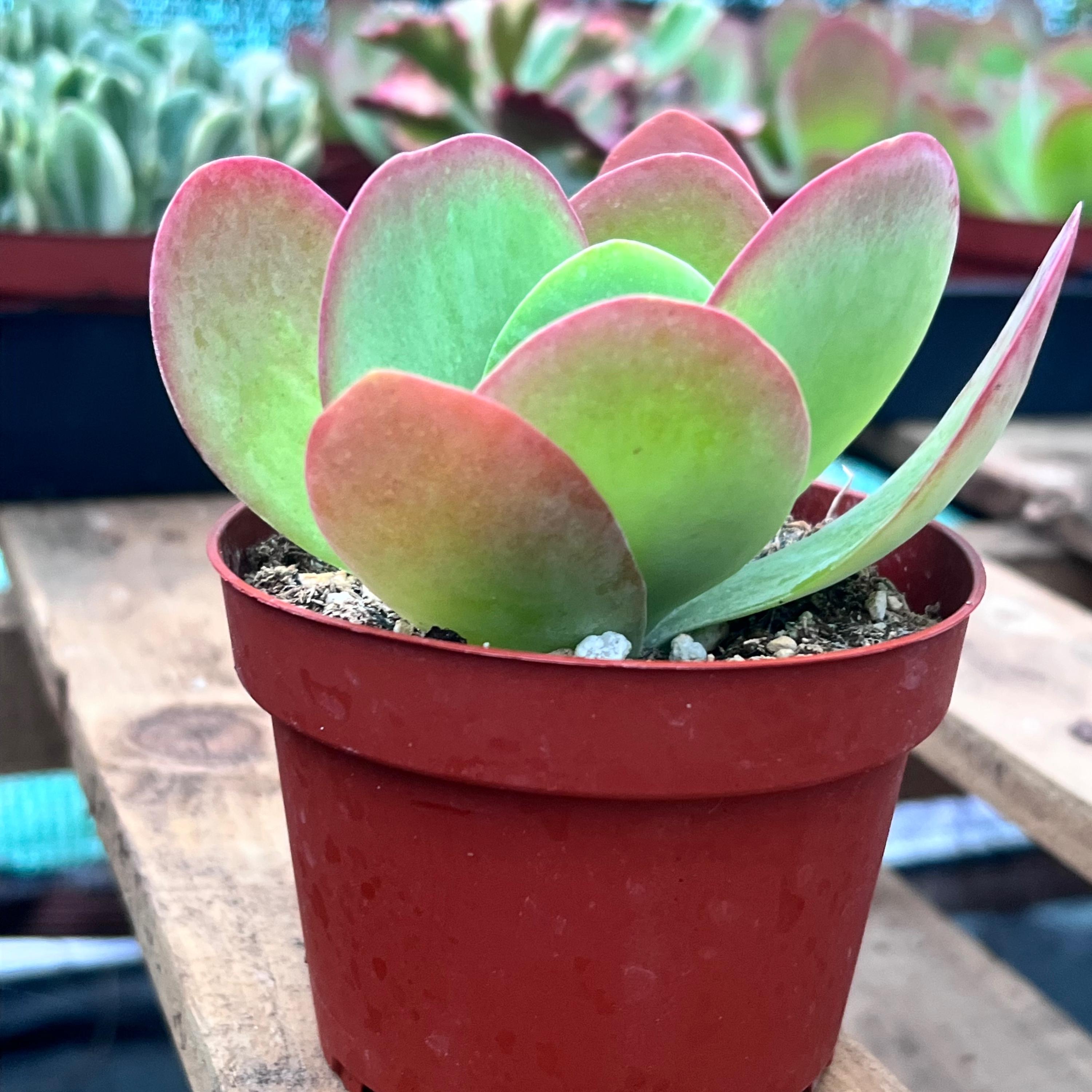 Flapjack Live Plant | Paddle Plant Succulent House Plants | Kalanchoe ...