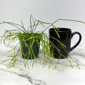 Rhipsalis Burchellii | Mistletoe Cactus | Spaghetti Cactus | Rhipsalis ...