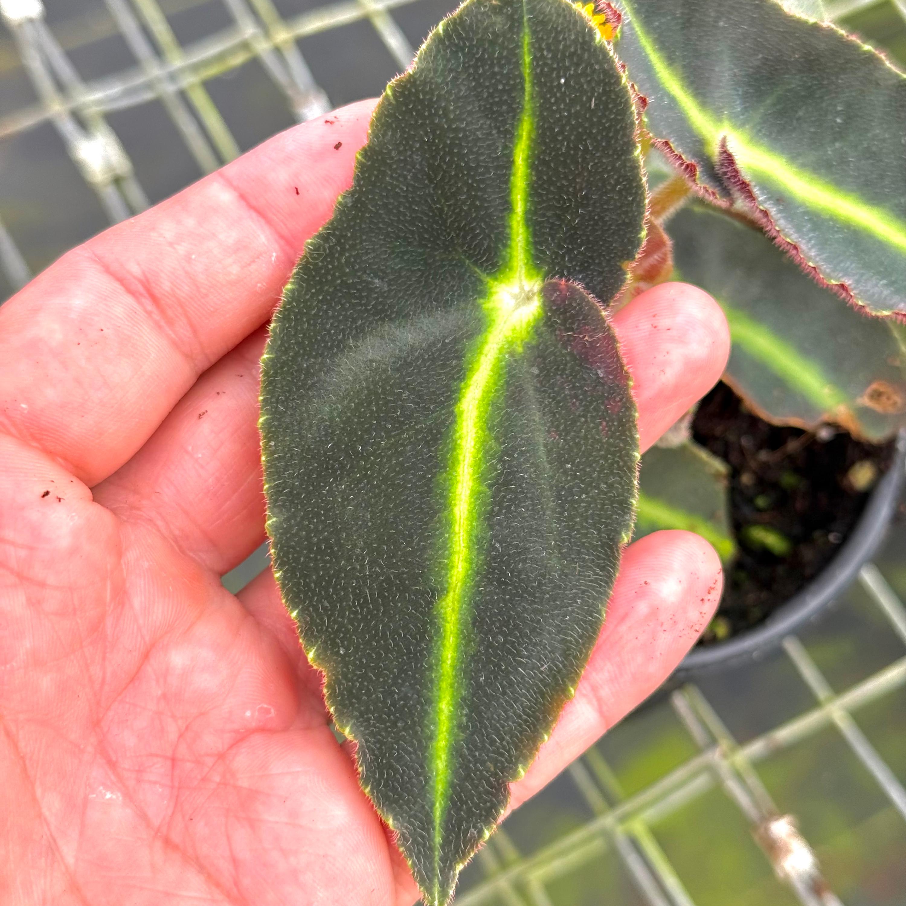 Begonia Listada Live Plant | Begonias Rex Indoor | Variegated House ...