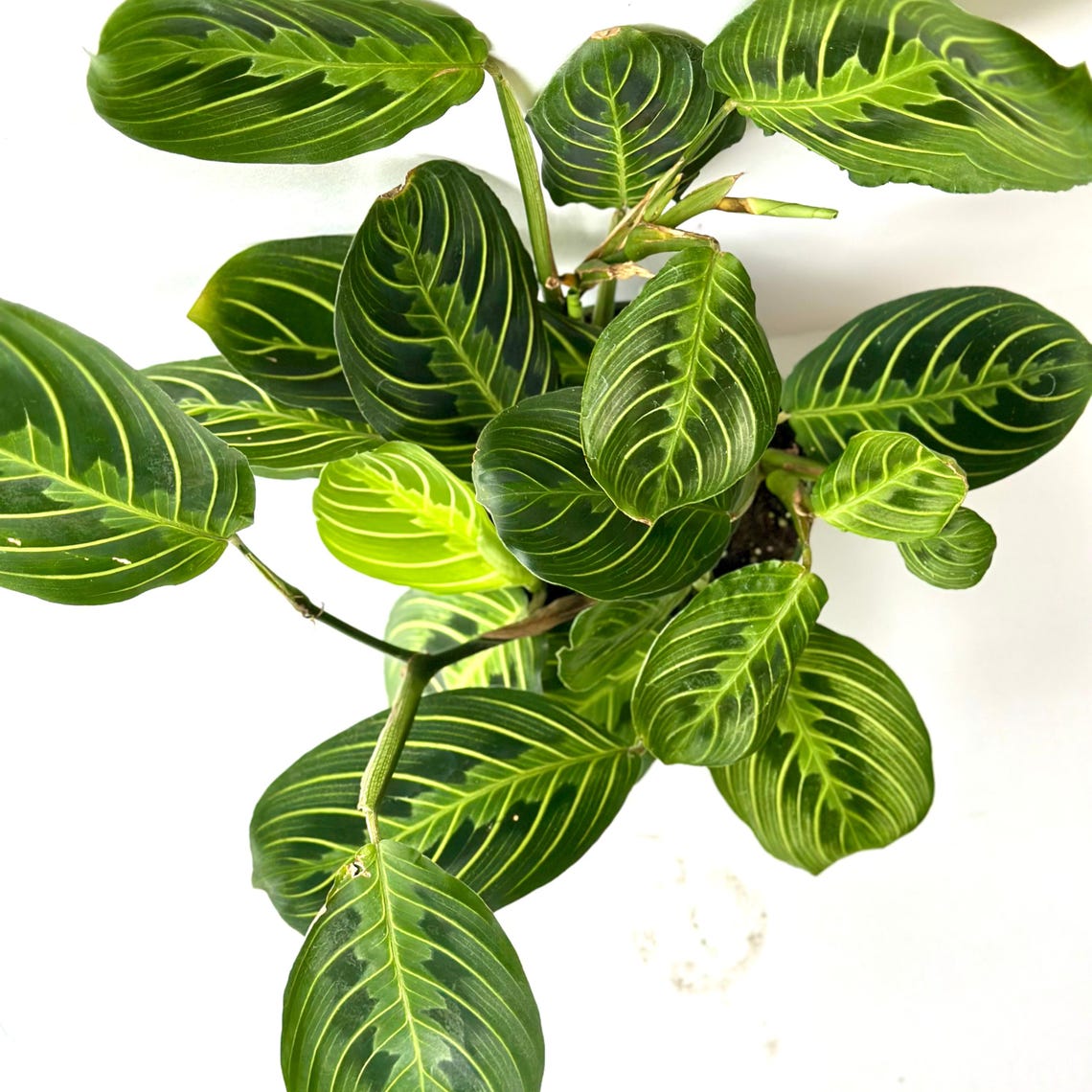 Calathea Lemon Lime Maranta Live Plant | Prayer Plant Maranta ...
