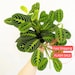 Calathea Lemon Lime Maranta Live Plant | Prayer Plant Maranta ...