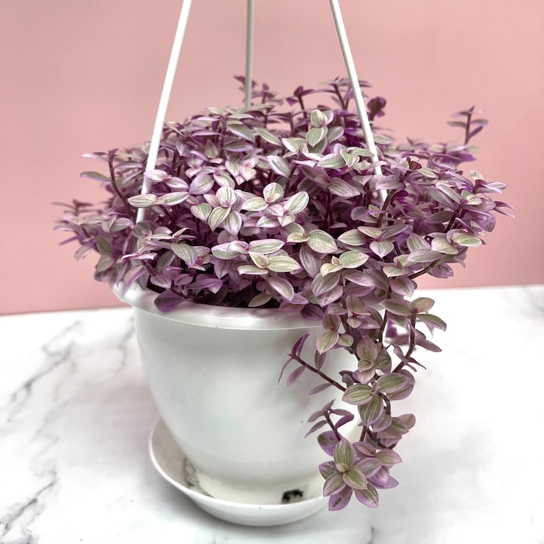 Callisia Repens Pink Lady Callisia Repens Pink Panther - Etsy