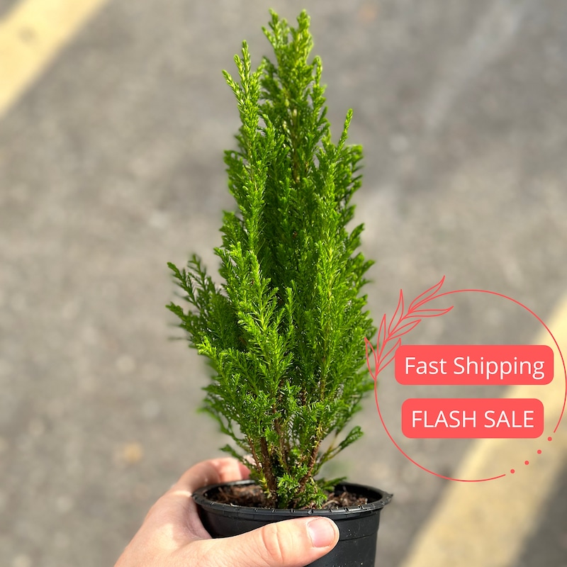 Live Grinch Tree Plant - Etsy