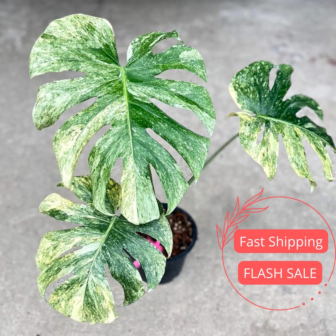 Monstera Green Snow Tissue Culture Plant | Monsteras Abo Variegated ...