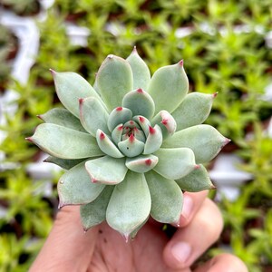 Echeveria Chihuahuaensis Succulent | Echeveria Cats Claw Succulent ...