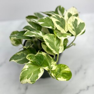 Pothos Njoy Lush | Njoy Pothos | Pothos N'joy Plant | Live and Fully ...