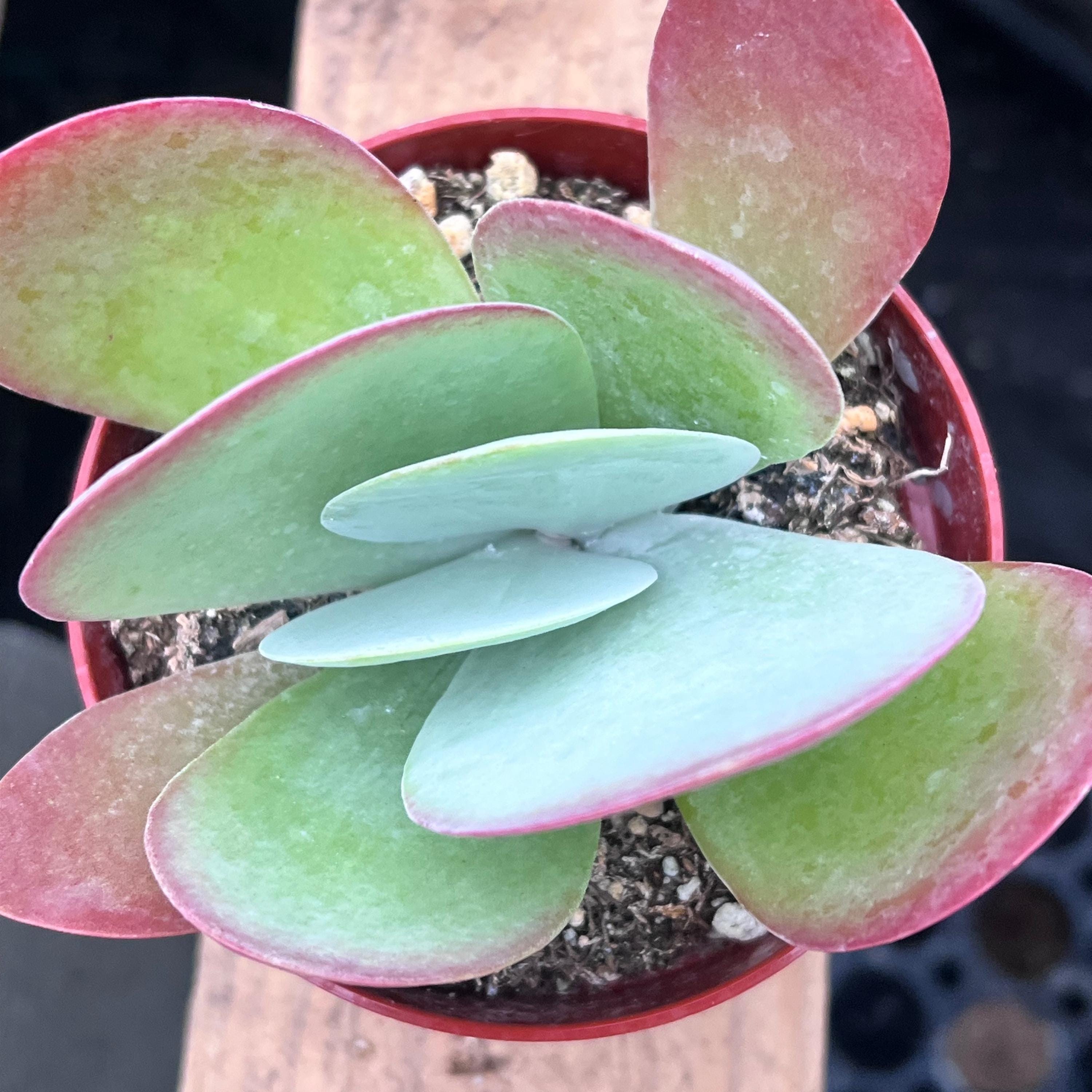 Flapjack Live Plant | Paddle Plant Succulent House Plants | Kalanchoe ...
