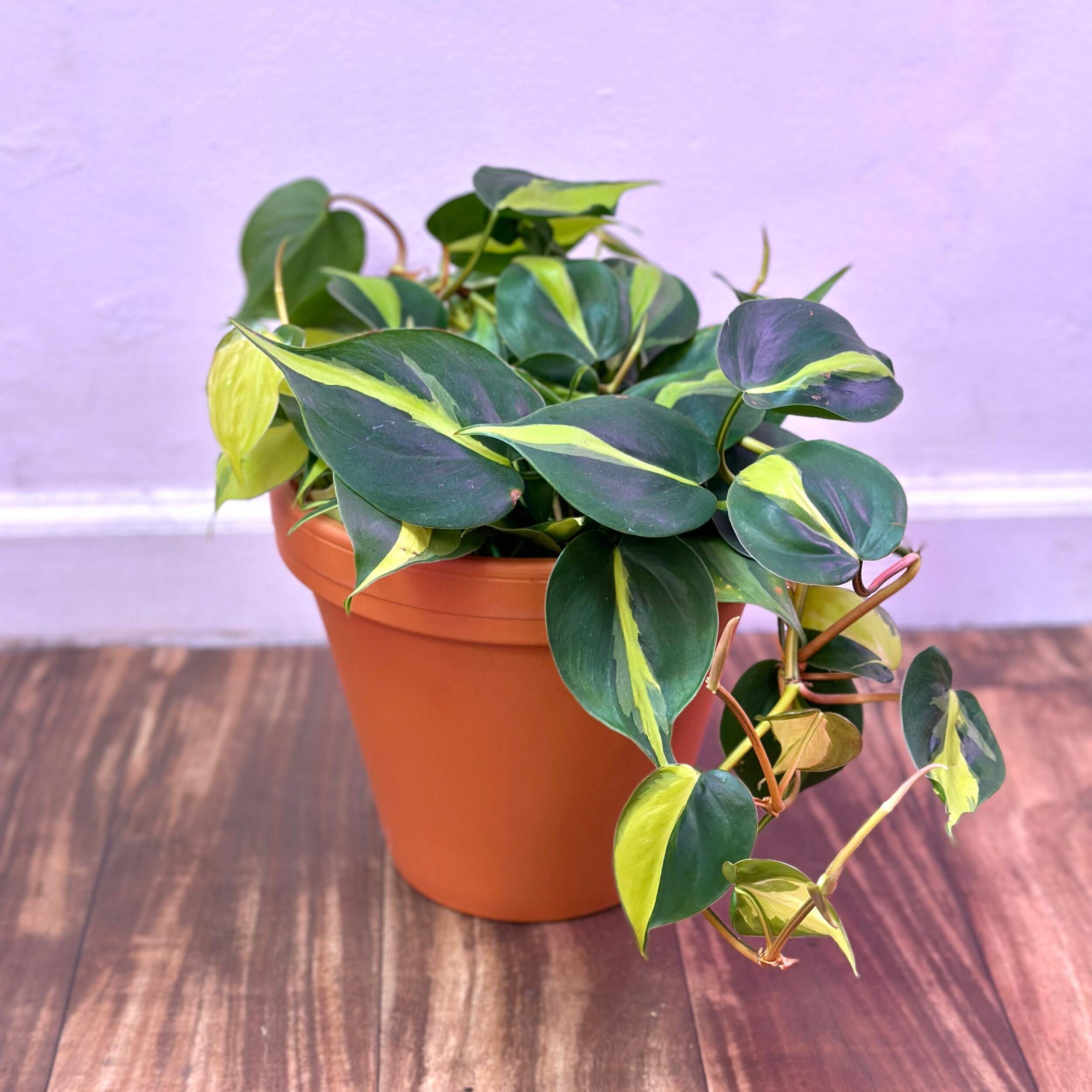 Large 8 Inch Terracotta Planter Pots | Terracotta Pots With Drainage ...