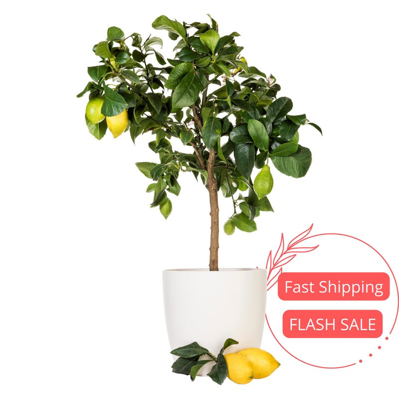 Indoor Tree Living - Etsy