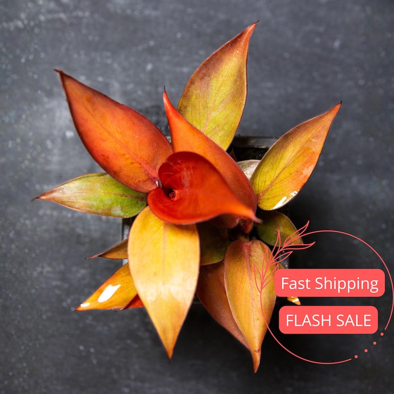 Philodendron Red Sun Live Plant | Red Leaf Philodendrons Plants | Black ...